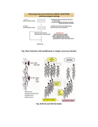 Cp population improvement-phenotypic and genotypic (half sib) method | PDF