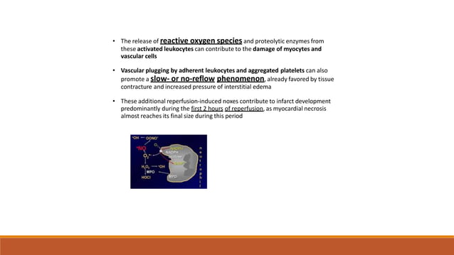 REPERFUSION INJURY---------------------- | PPTX | First Aid | Injuries