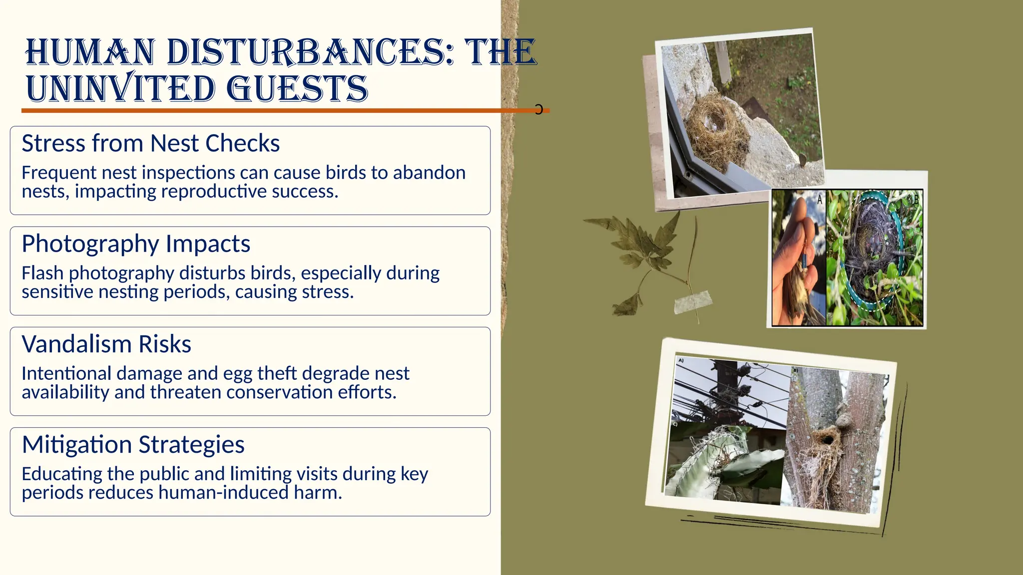 Artificial Nesting site for conservation of endangered Birds | PPTX