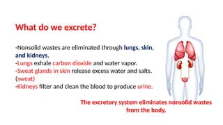 CP 2 HUMAN BODY SYSTEM.pptx lower secondary | PPTX