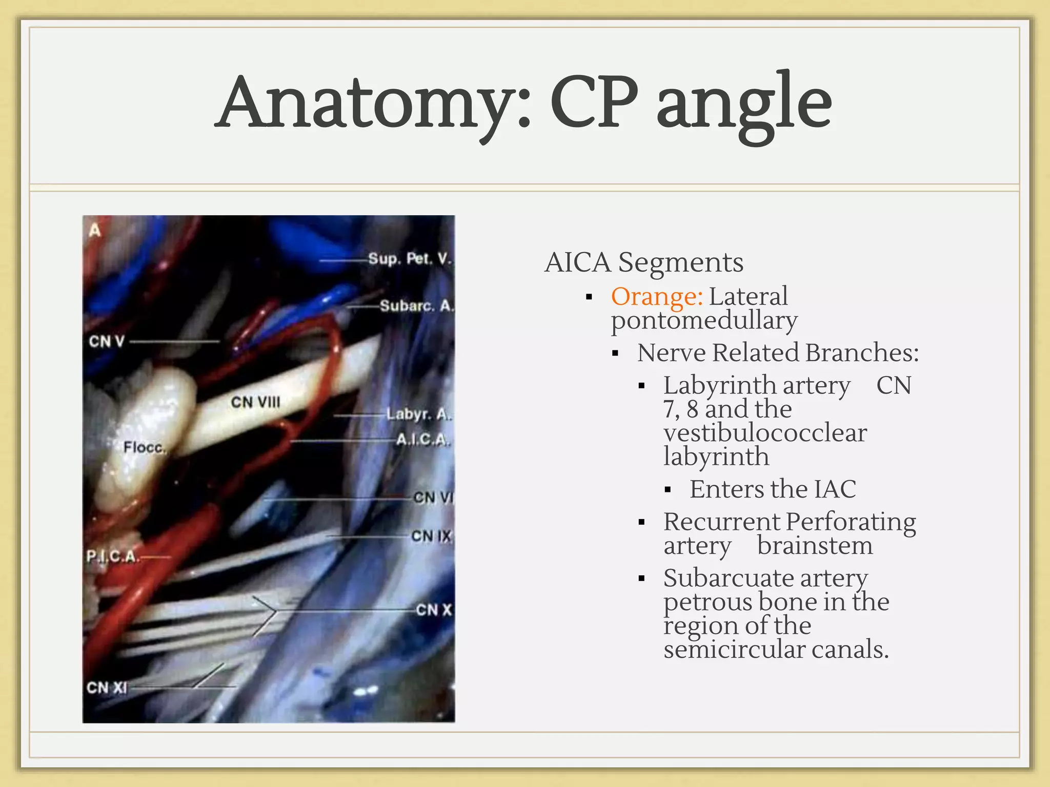 CP angle.pptx