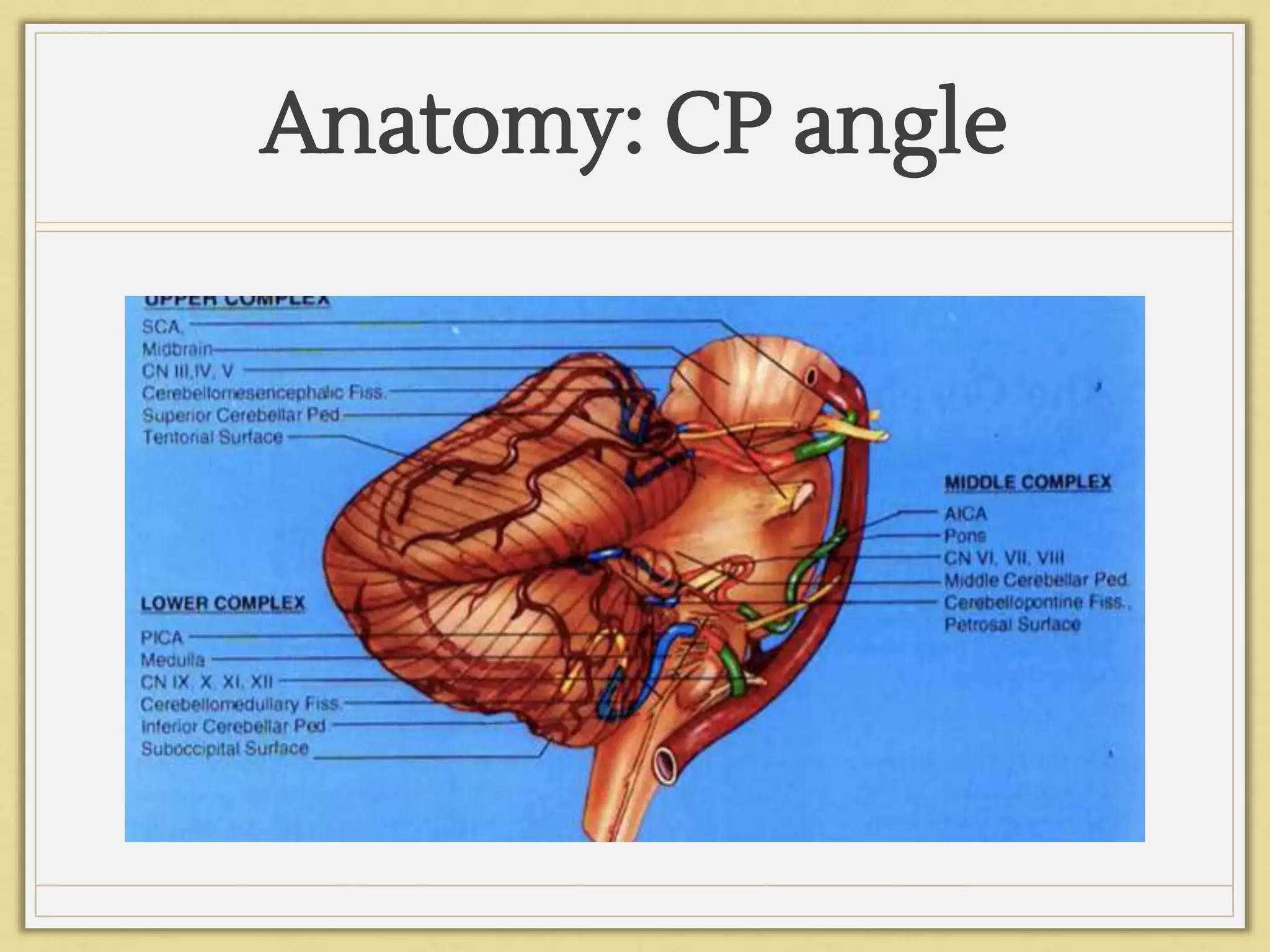 CP angle.pptx