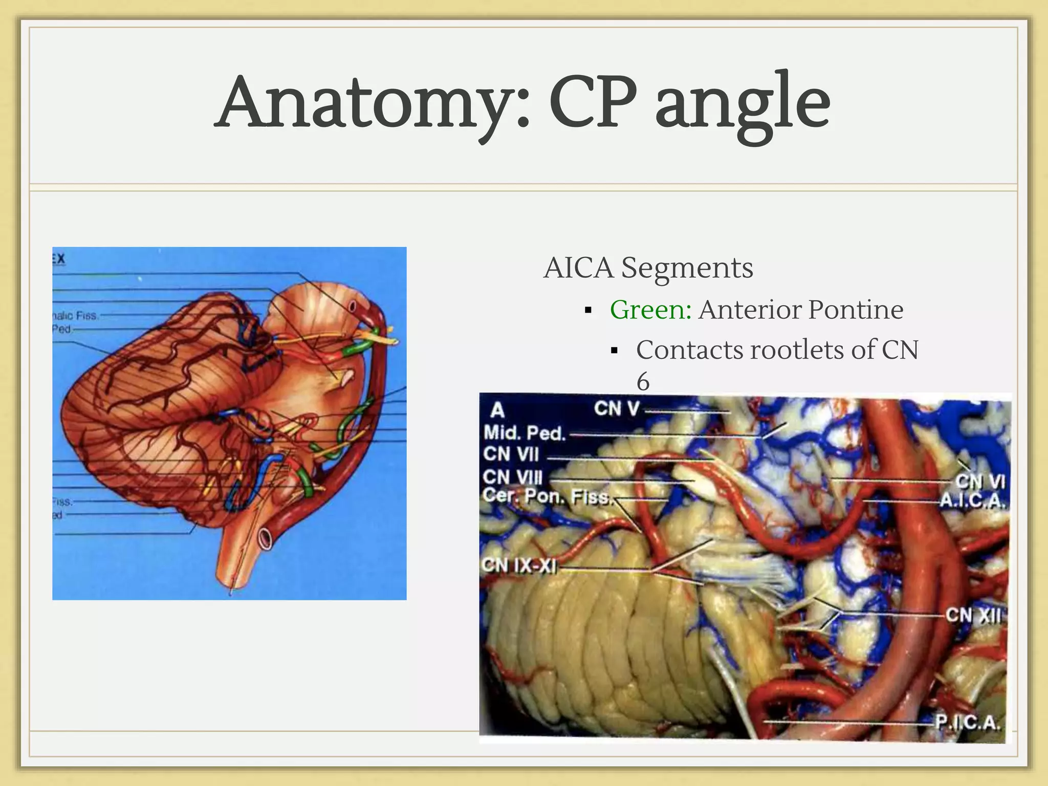 CP angle.pptx
