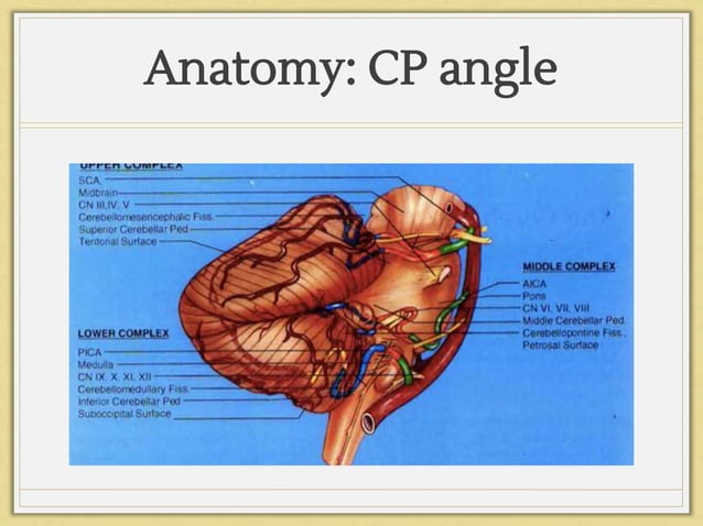 CP angle.pptx | Brain and Nervous System Disorders | Diseases and Conditions