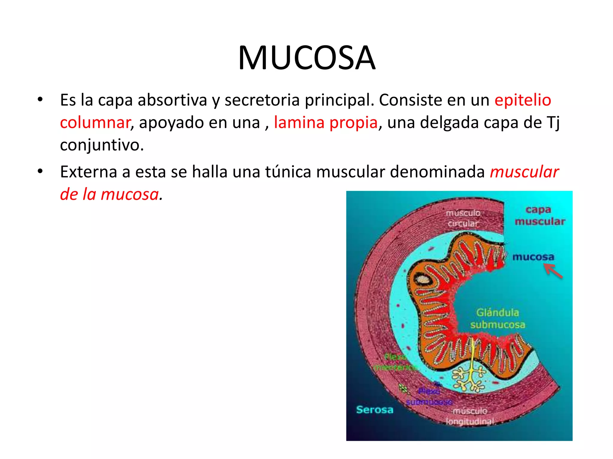 Cpas del tubo digestivo, fisio | PPTX