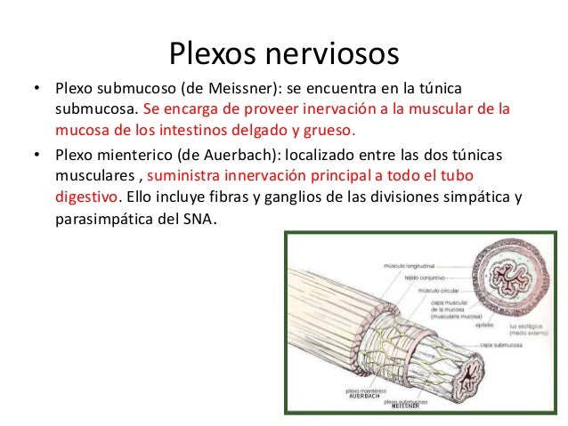 Cpas del tubo digestivo, fisio