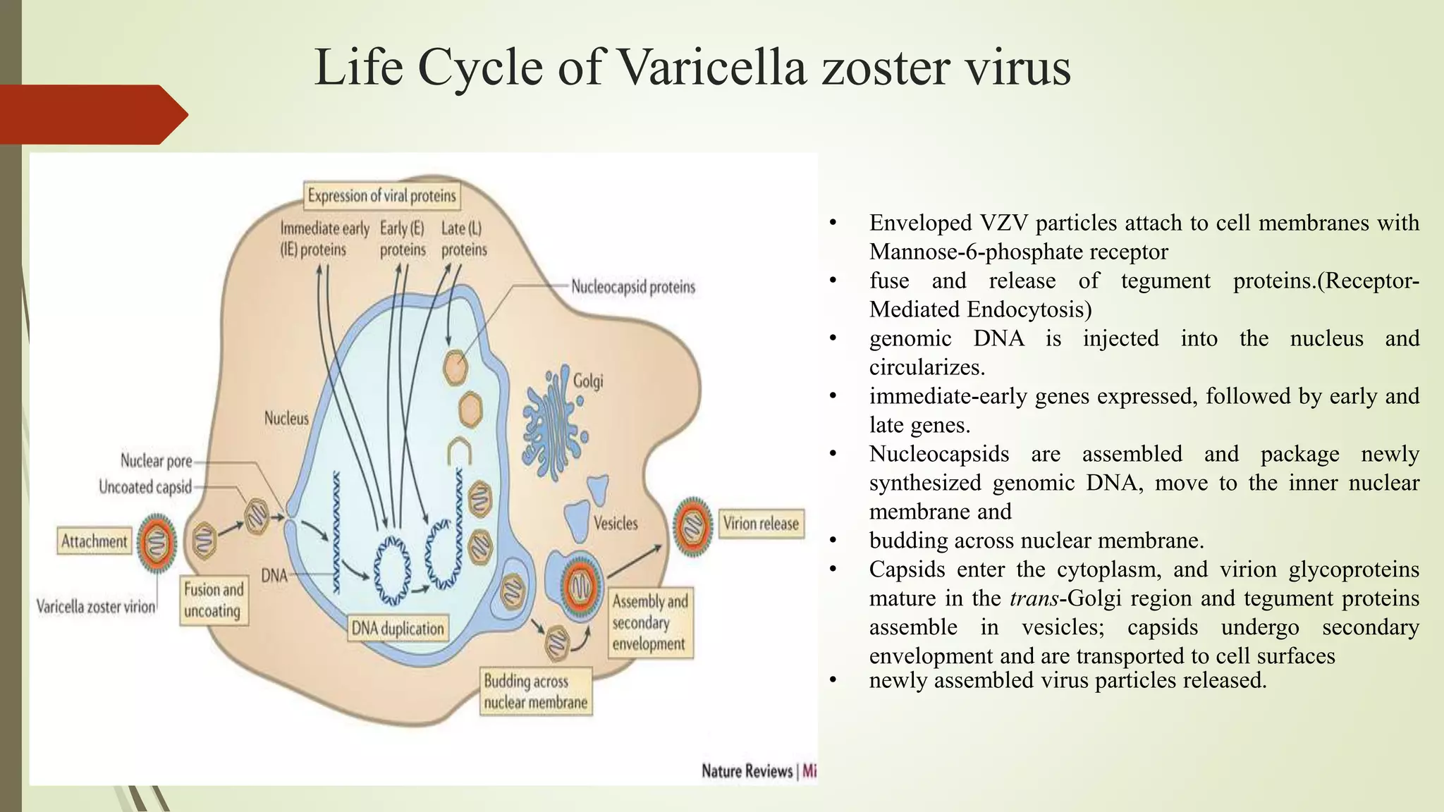Chickenpox: Pathophysiology | PPTX