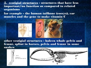 Cpbio ch 13 evolution | PPT