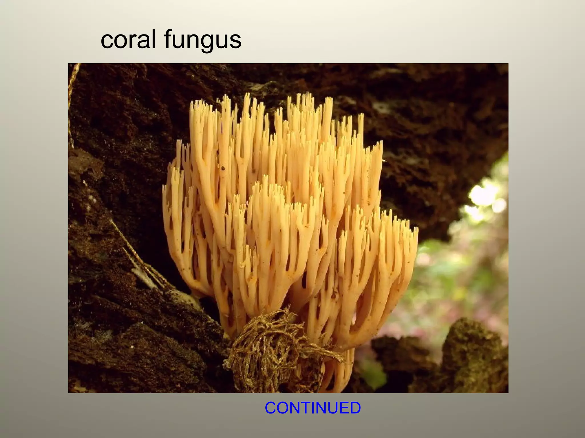 FUNGi POWER POINT | PPT