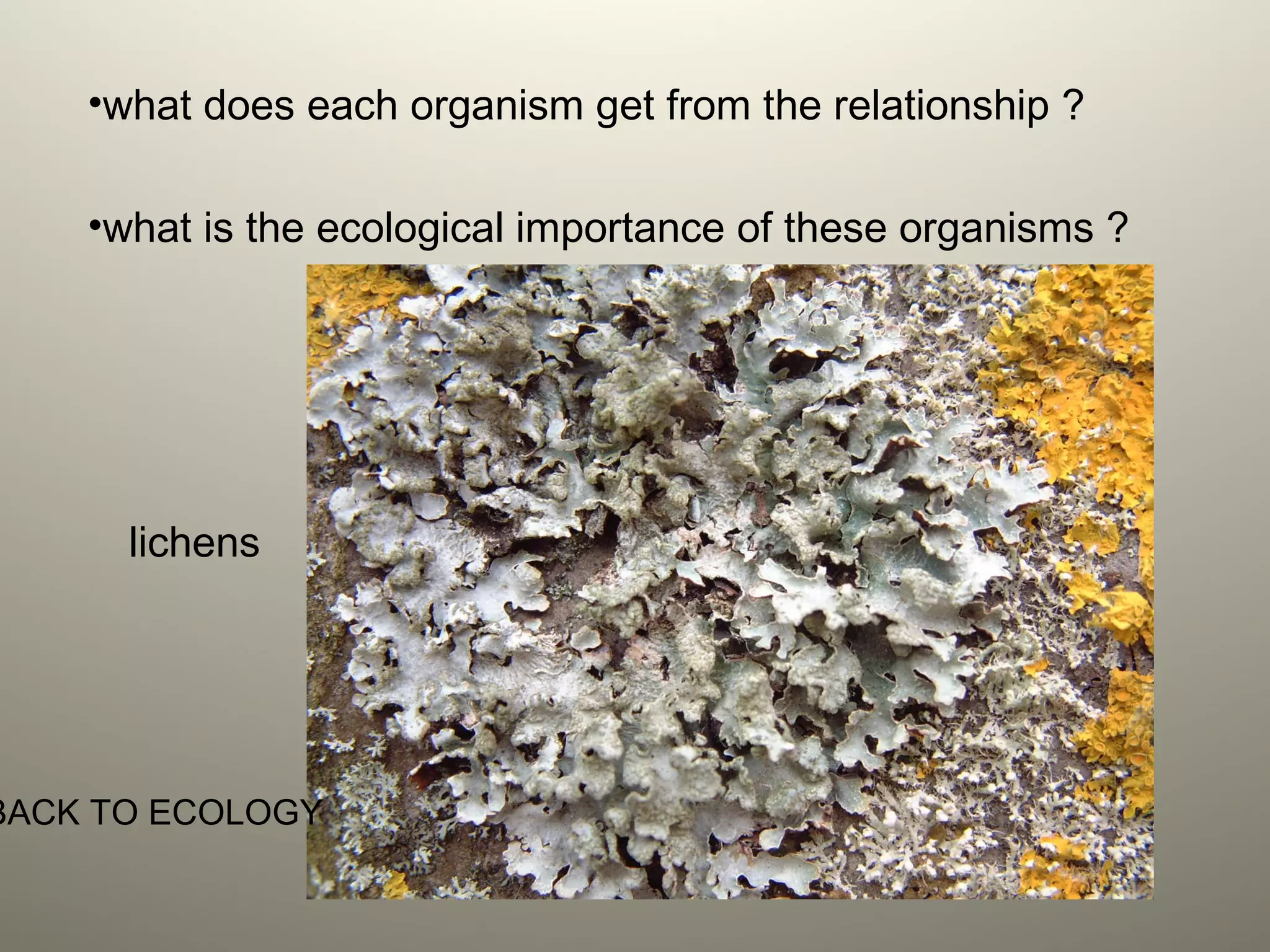 FUNGi POWER POINT | PPT