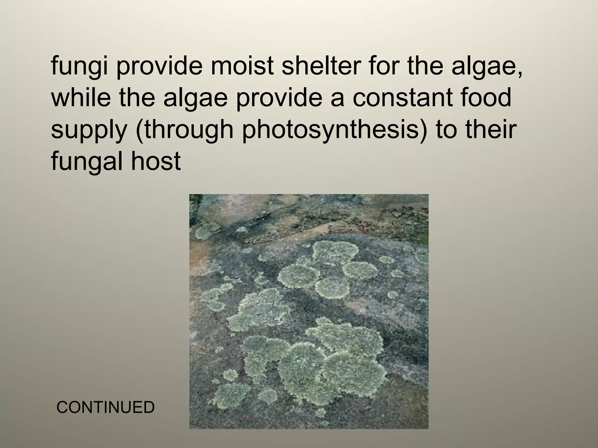 FUNGi POWER POINT | PPT