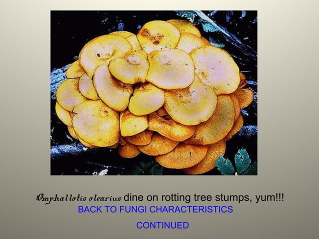 FUNGi POWER POINT | PPT | Gardening | Home & Garden