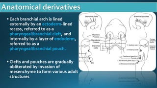 Case Presentation Branchial Cyst | PPTX