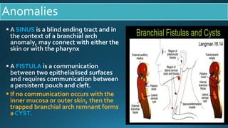 Case Presentation Branchial Cyst | PPTX