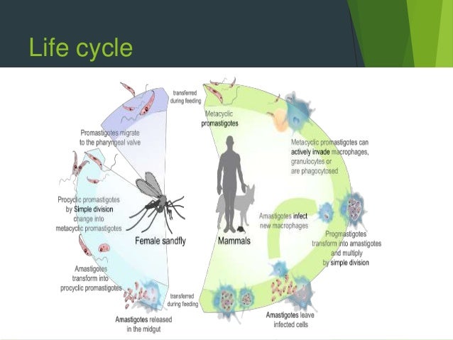 Leischmaniasis (Kala Azar)