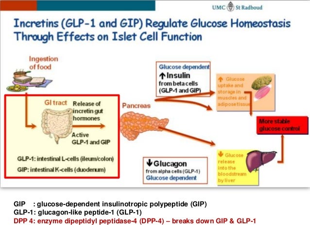 Pathology of Diabetes
