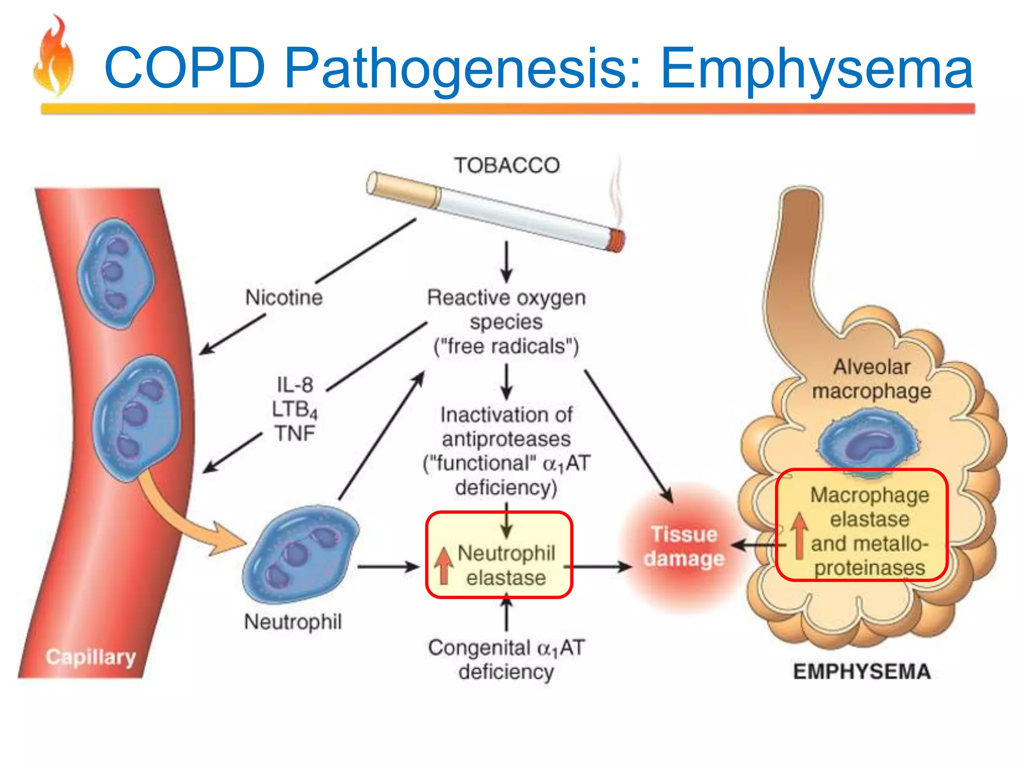 Pathology of COPD | PPTX