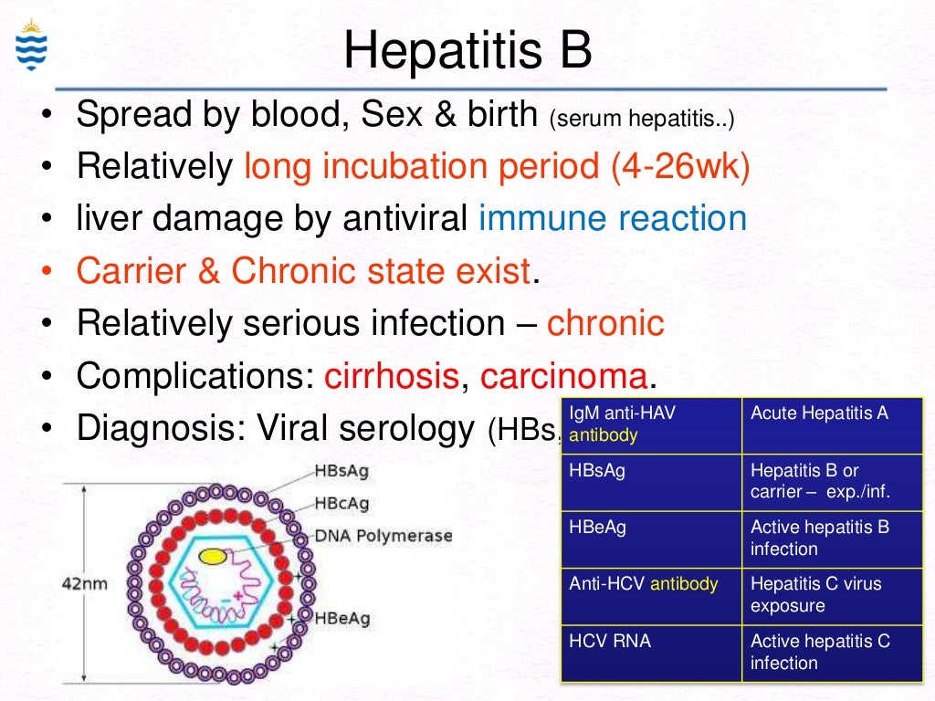 Pathology of Hepatitis - Lecture