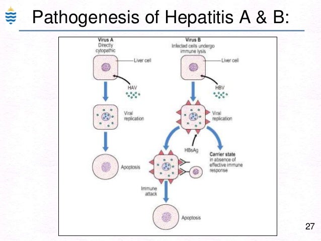 Pathology of Hepatitis - Lecture