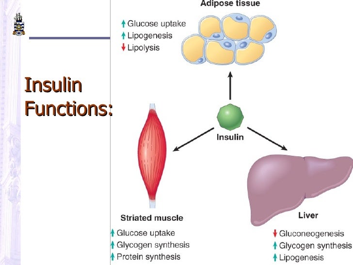 Pathology of Diabetes