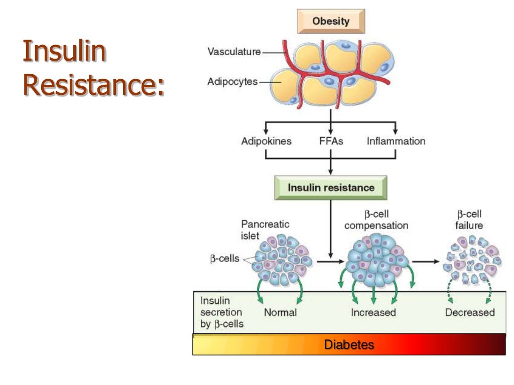 Pathology of Diabetes