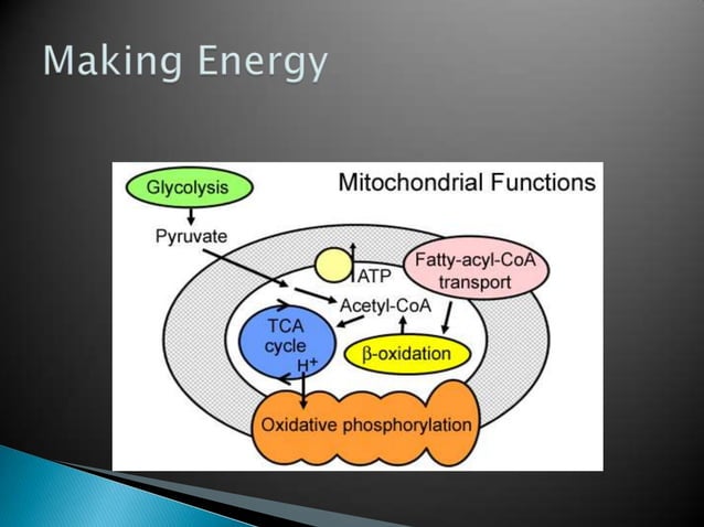 Mitochondrial disorders overview | PPTX | Genetics | Science