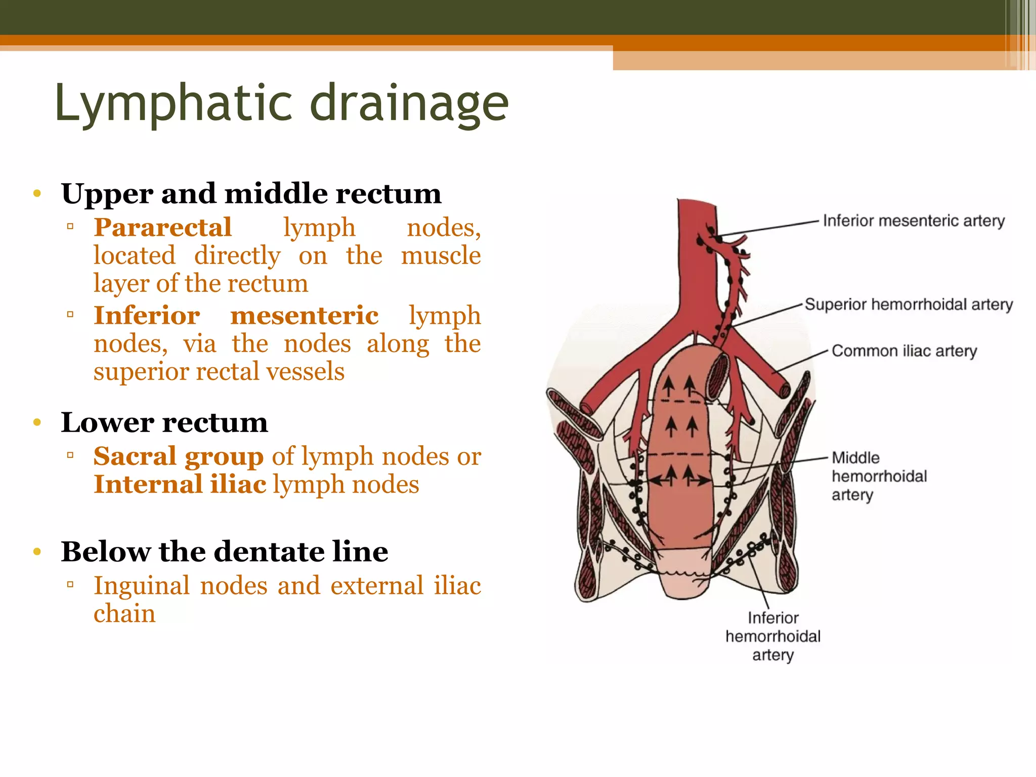 Rectal Cancer | PPT