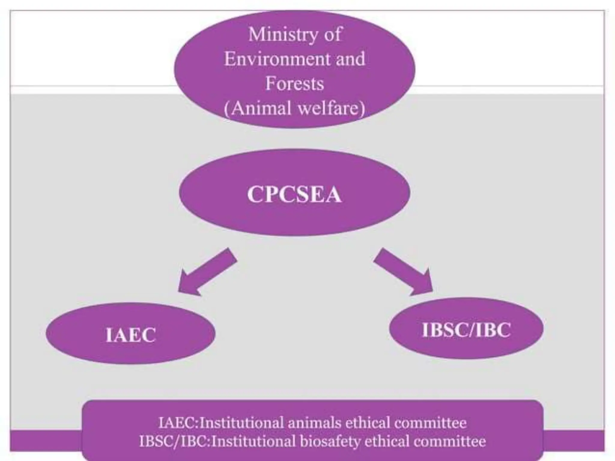 CPCSEA guidelines and IAEC committee.pptx