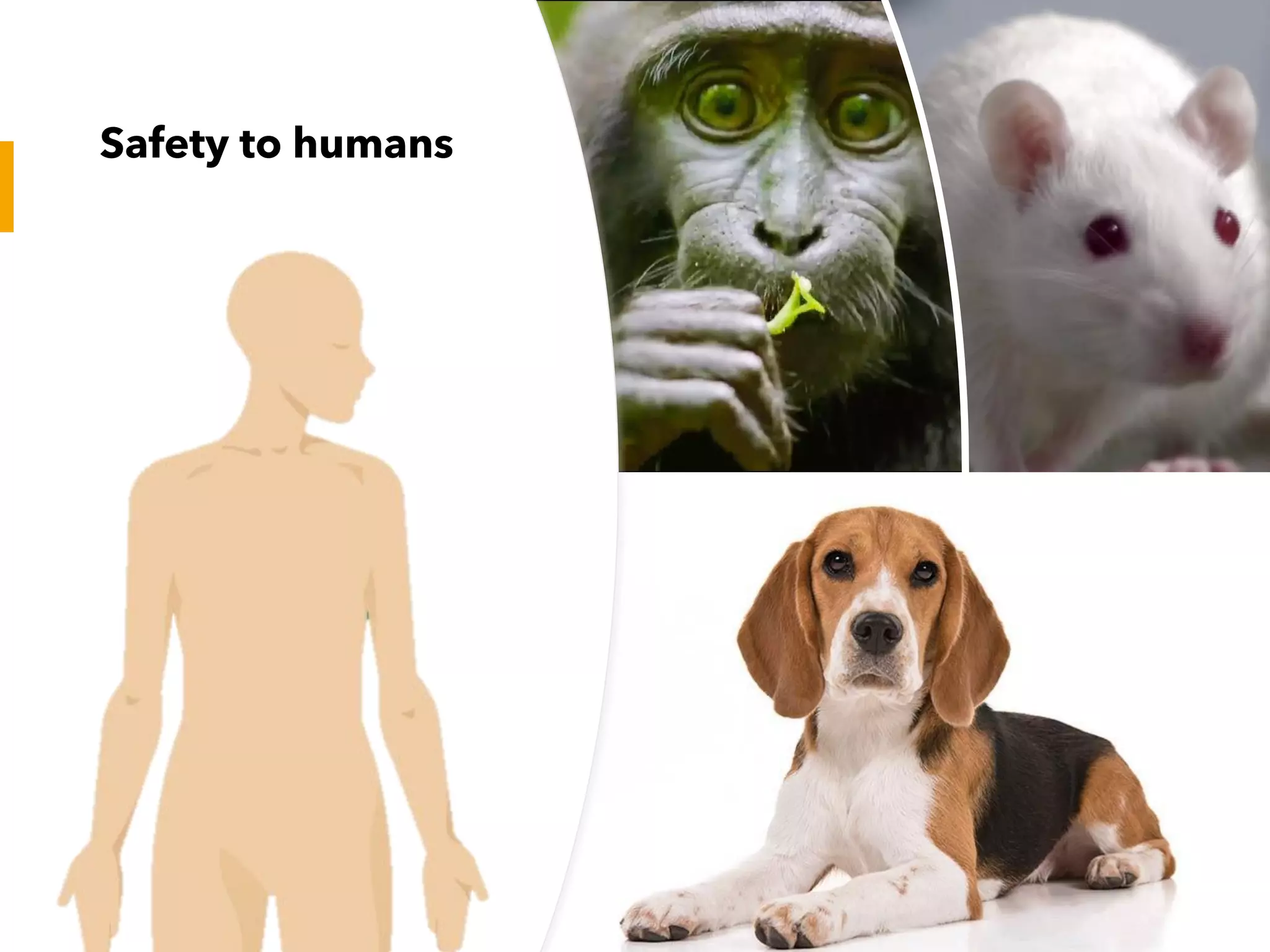 CPCSEA guidelines for laboratory animal facility | PDF