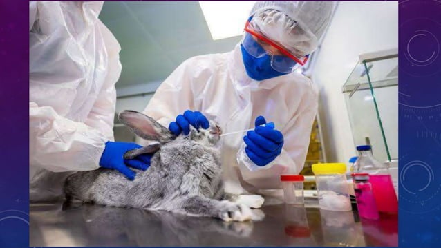 CCSEA guidelines of experiment on animals.pptx | Veterinary Medicine | Pets