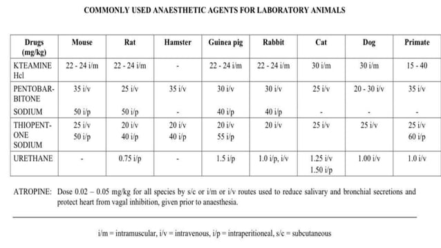 CCSEA guidelines of experiment on animals.pptx | Veterinary Medicine | Pets