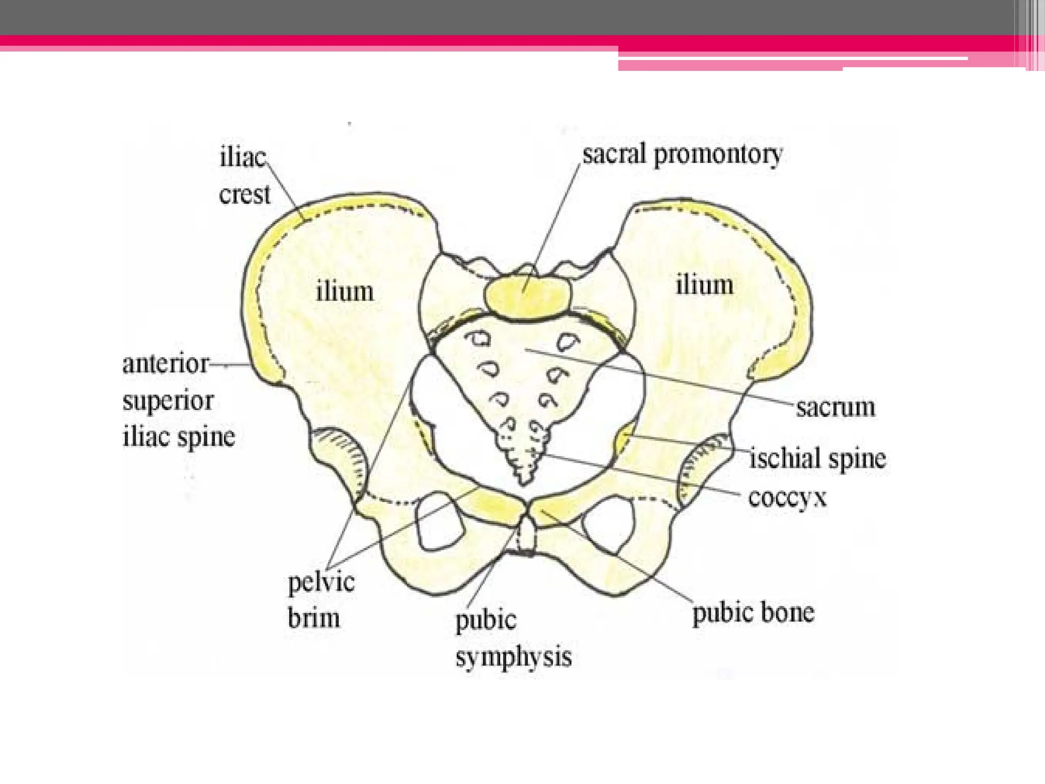 CPD-Contracted-pelvis, Cephalopelvic disproportion | PPTX