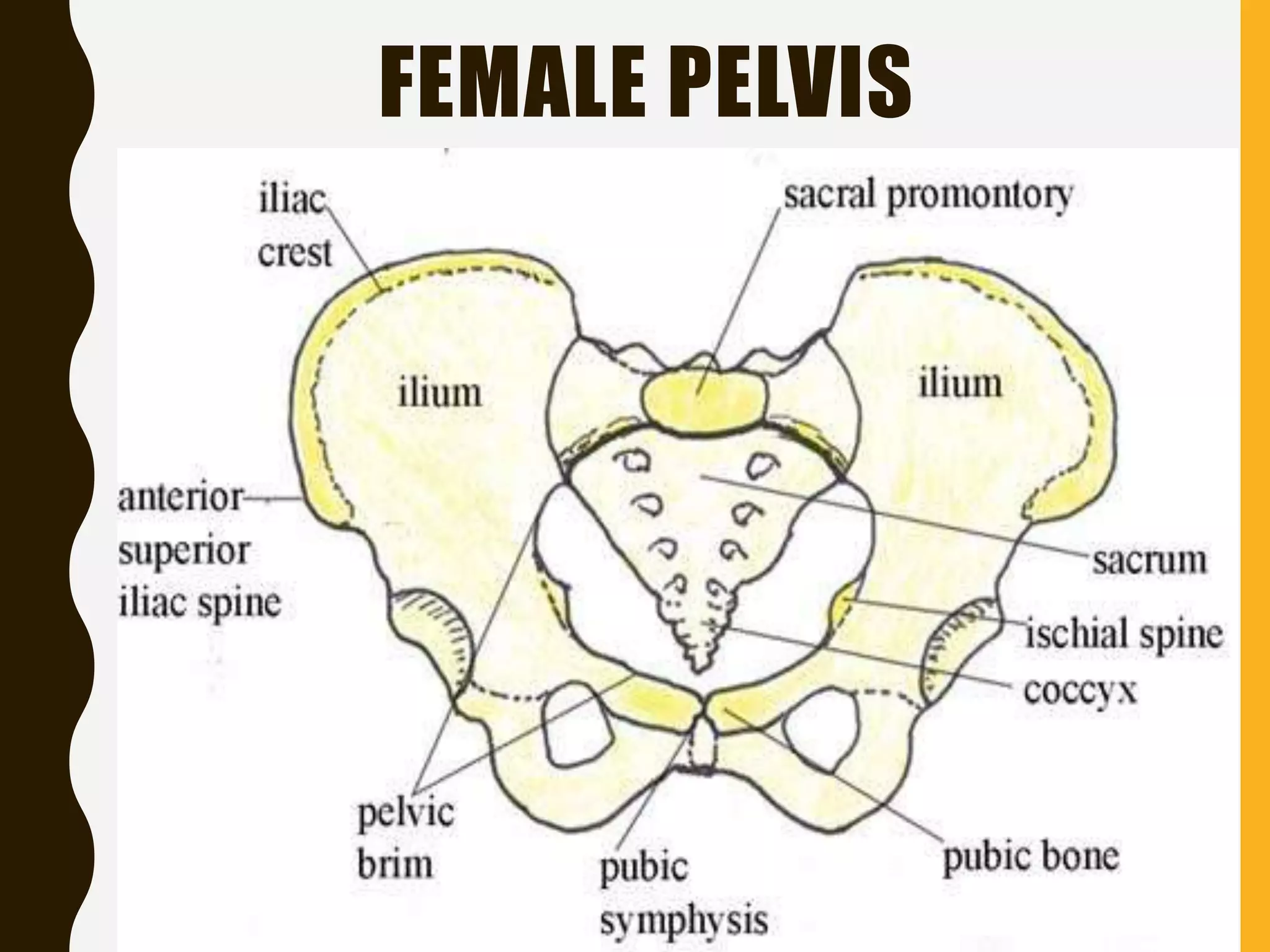 Cpd & contracted pelvis | PPTX