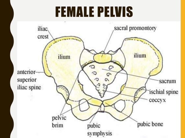 Cpd & contracted pelvis | PPTX | Pregnancy | Reproductive Health