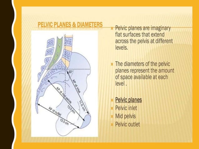 Cpd & contracted pelvis | PPTX | Pregnancy | Reproductive Health
