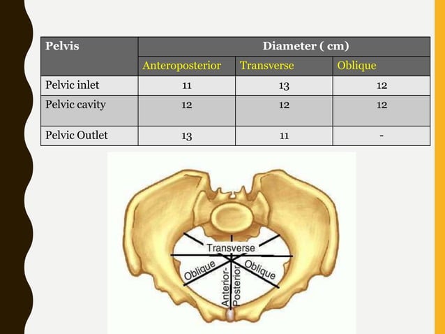 Cpd & contracted pelvis | PPTX | Pregnancy | Reproductive Health