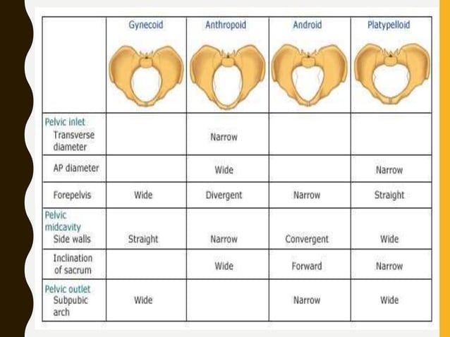 Cpd & contracted pelvis | PPTX | Pregnancy | Reproductive Health