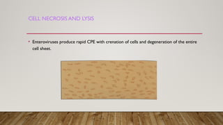 Cytopathic effects and its main types by hp | PPTX