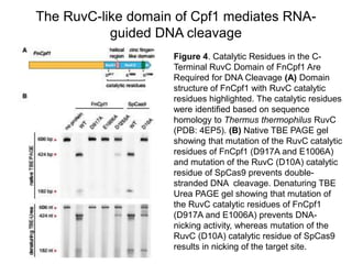Cpf1- a new tool for CRISPR genome editing | PPT