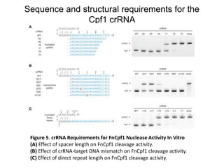 Cpf1- a new tool for CRISPR genome editing | PPT