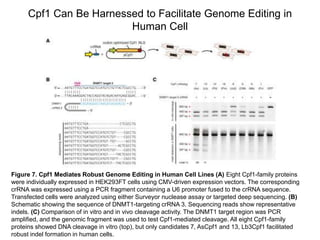 Cpf1- a new tool for CRISPR genome editing | PPT