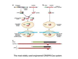 Cpf1- a new tool for CRISPR genome editing | PPTX