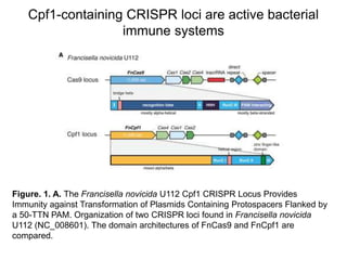 Cpf1- a new tool for CRISPR genome editing | PPT