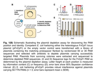Cpf1- a new tool for CRISPR genome editing | PPT