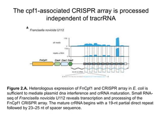 Cpf1- a new tool for CRISPR genome editing | PPT