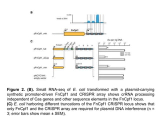 Cpf1- a new tool for CRISPR genome editing | PPT