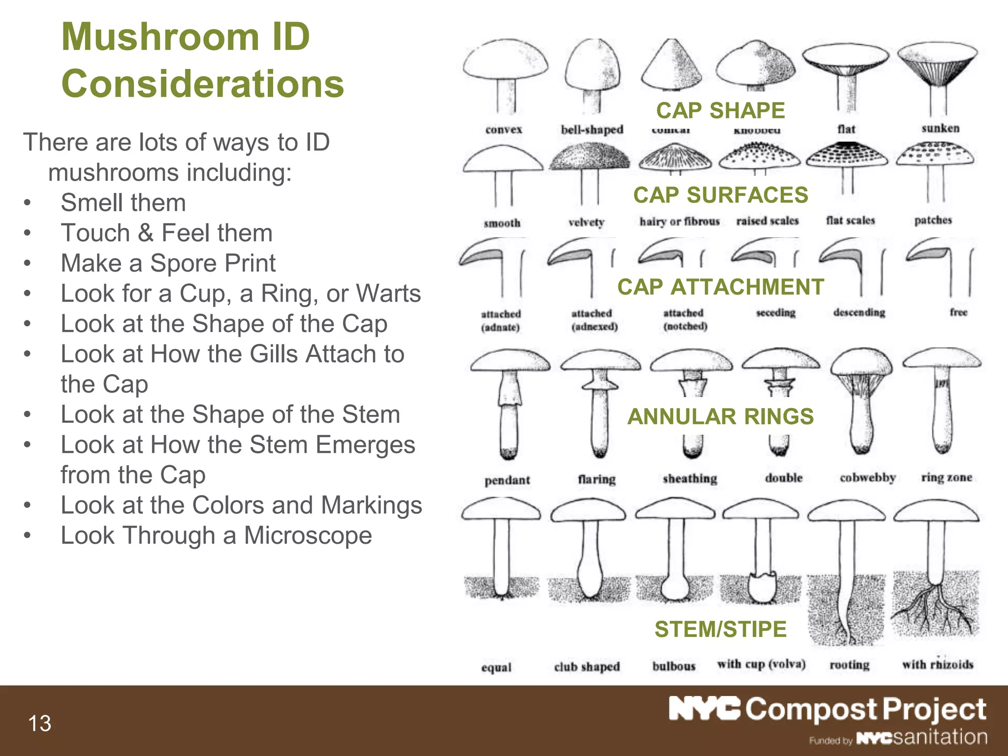 Fungal Decomposition: Growing Gourmet Mushrooms from Kitchen Scraps | PPT