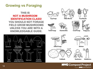 Fungal Decomposition: Growing Gourmet Mushrooms from Kitchen Scraps | PPT