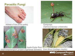 Fungal Decomposition: Growing Gourmet Mushrooms from Kitchen Scraps | PPT