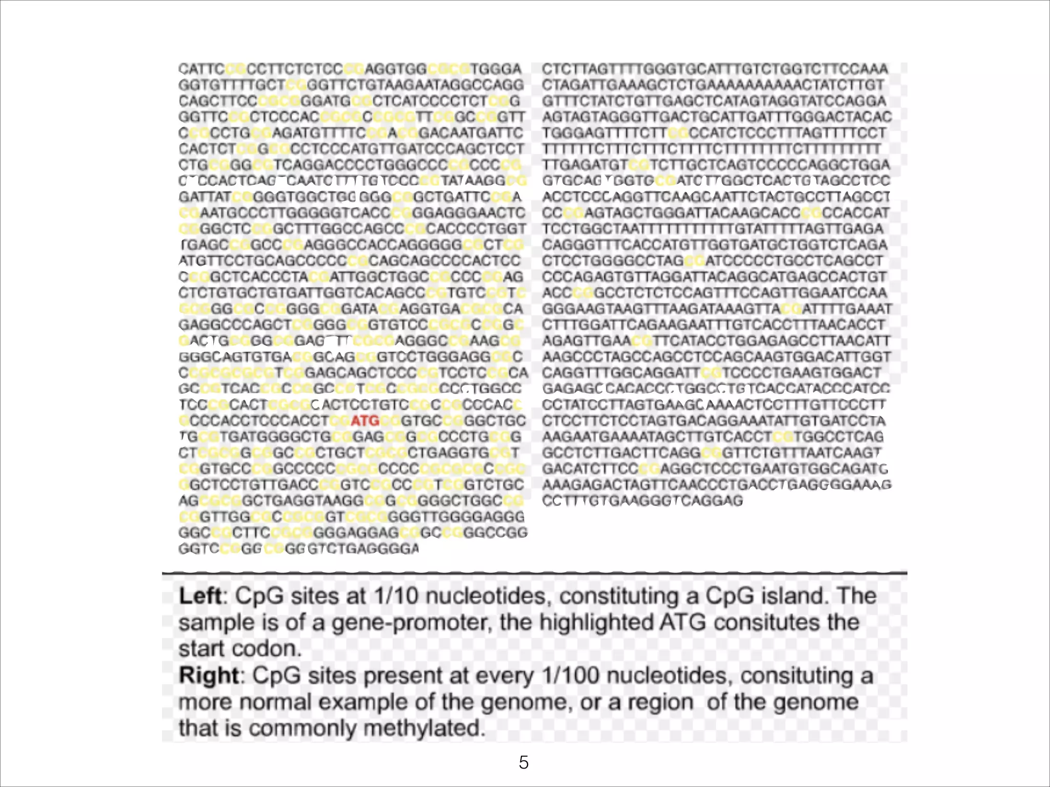 CpG Island Identification with Hidden Markov Models | PDF